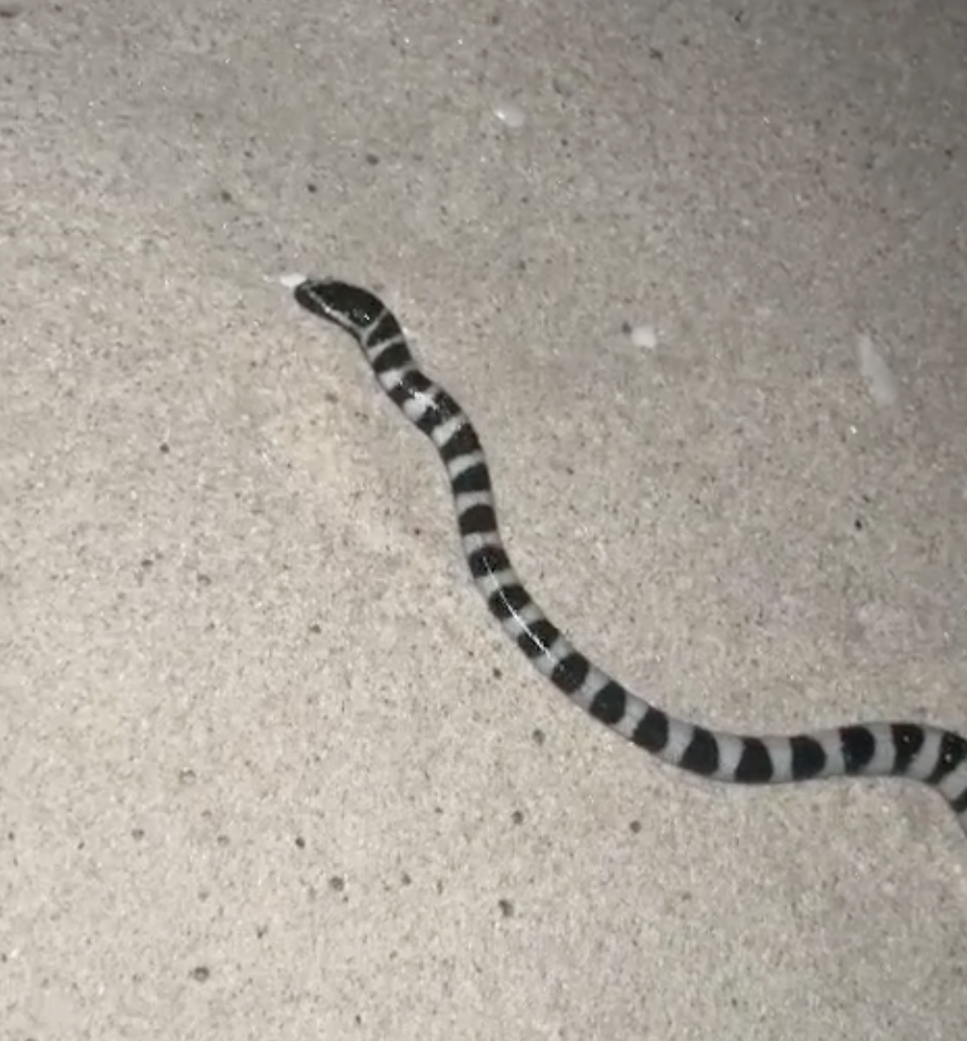 A Resident Spotted A Snake Along A Beach In Dubai