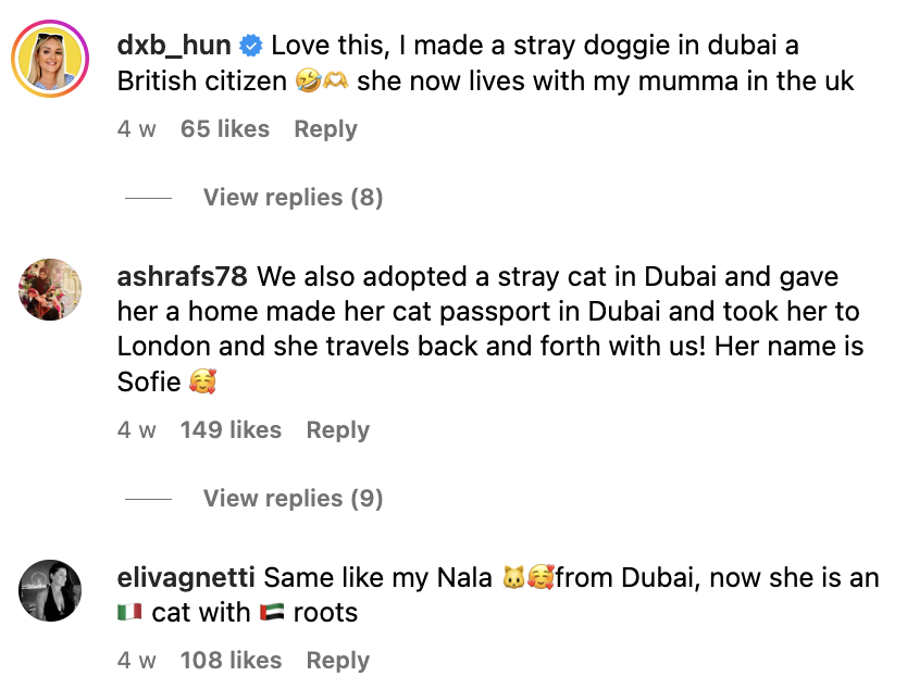 This Dubai Cat From The Streets Is Now An EU Citizen