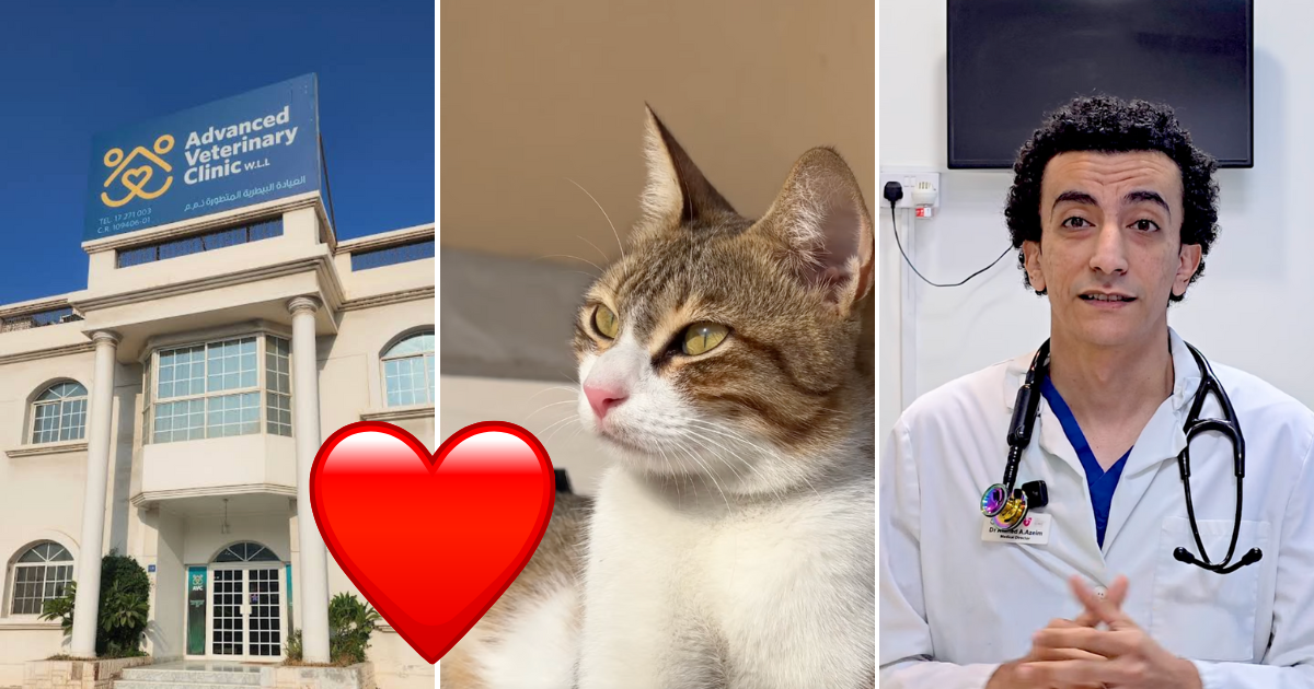 Bahrain's Local Community Has Come Together For 150 Feline Friends ...