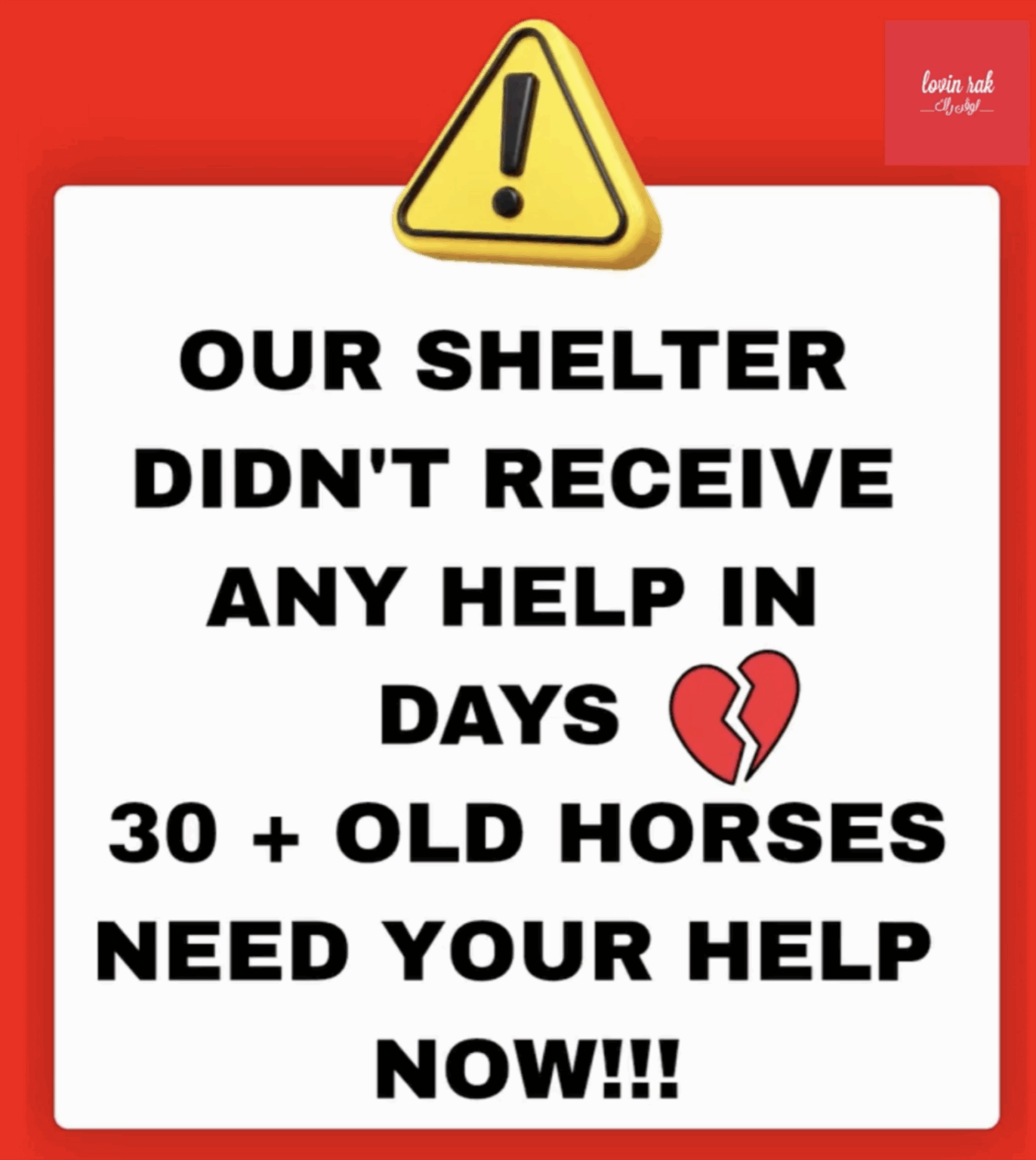 RAK Rescue Shelter Fights To Support UAE's Oldest Pony - Lovin Rak