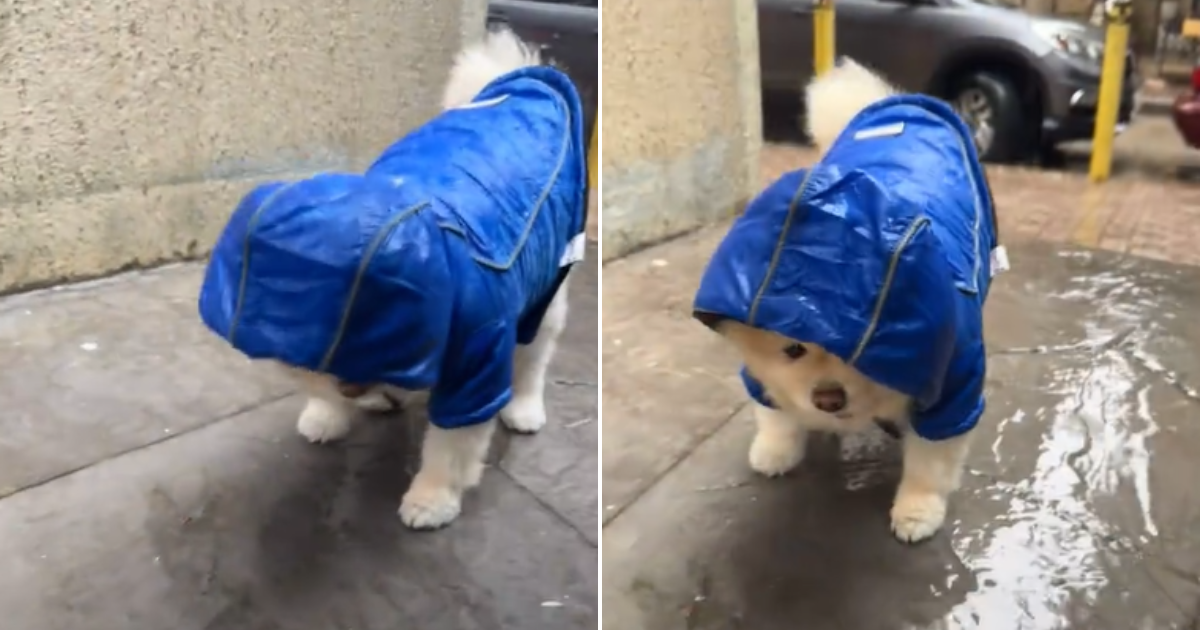 Rainy Day Joy In Lebanon: One Dog Living Its Best Life