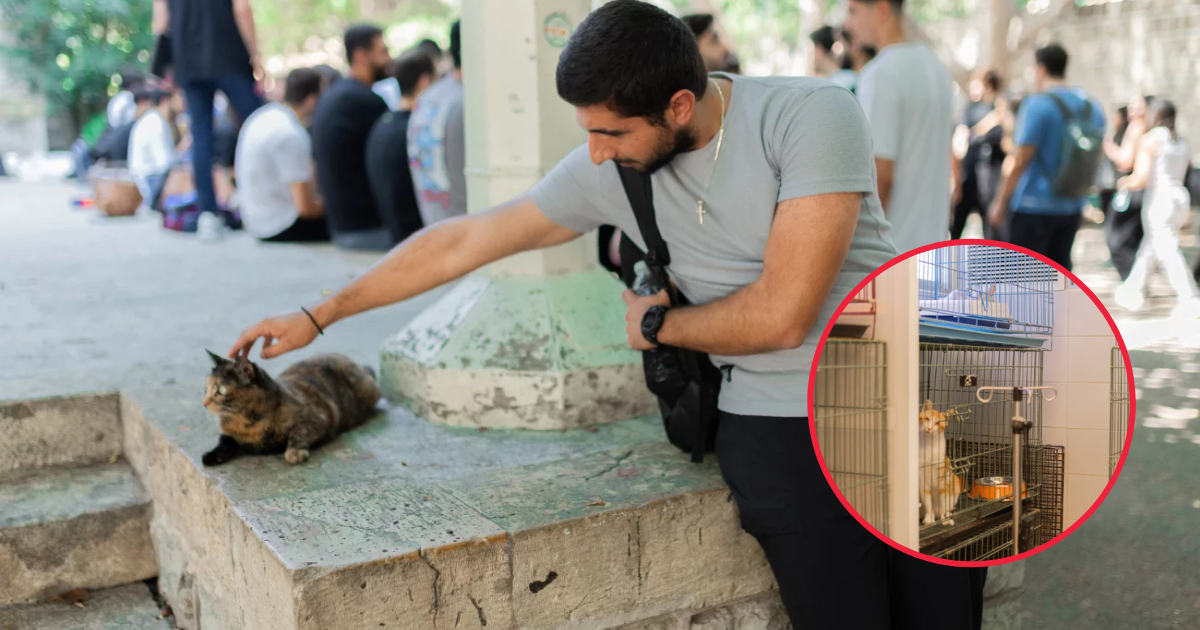 University In Beirut Becomes A Quiet Safe Haven For Abandoned Cats Amid ...
