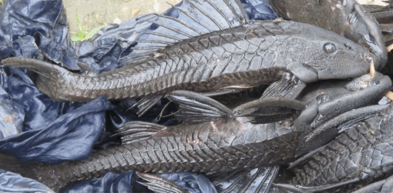 Amazon Sailfin Catfish Makes a Splash in Karachi Waters