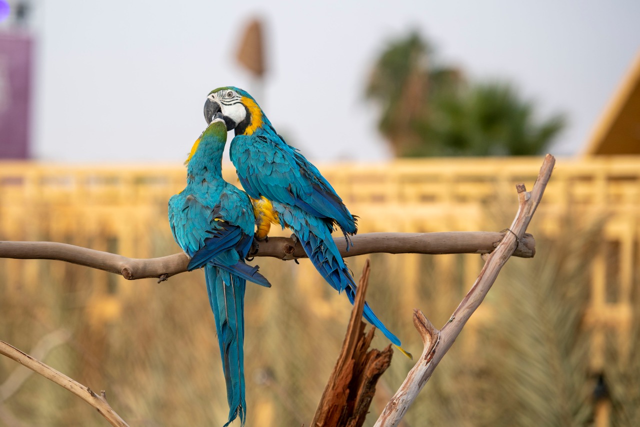 Riyadh Season's Birds Garden Is Fast Becoming A Children's Favourite ...