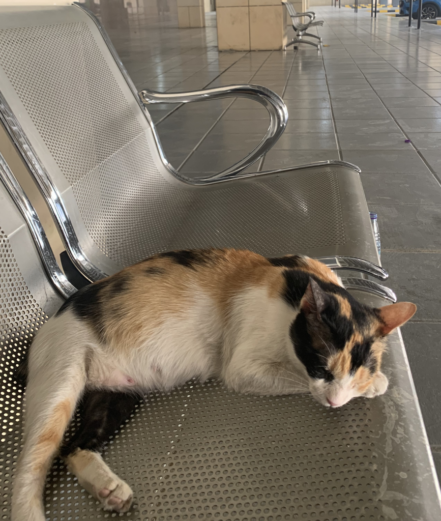 The Sly Sweetness Of Saudi Cats: Why They'll Steal Your Heart (And ...