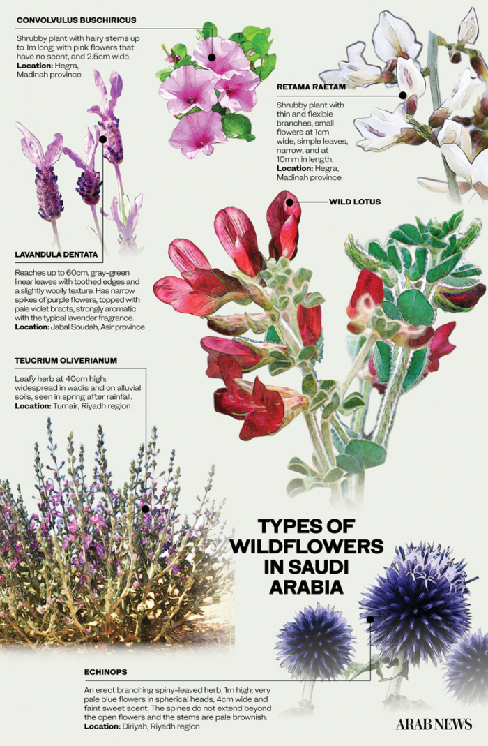 Saudi's Wild Lotus Shrub Revived From Near Extinction Through ...